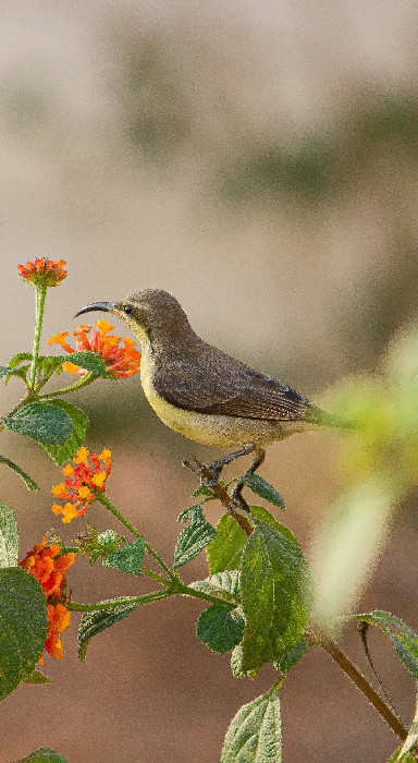 Learn Buddhism Link :: Buddha library