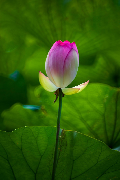 Basic Insights :: Buddha library