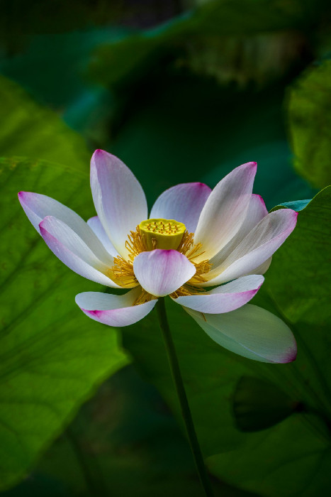Instructions on the essentials of reciting the Buddha's name and ...