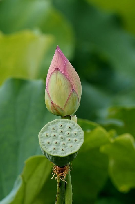 Xuyun :: Buddha library